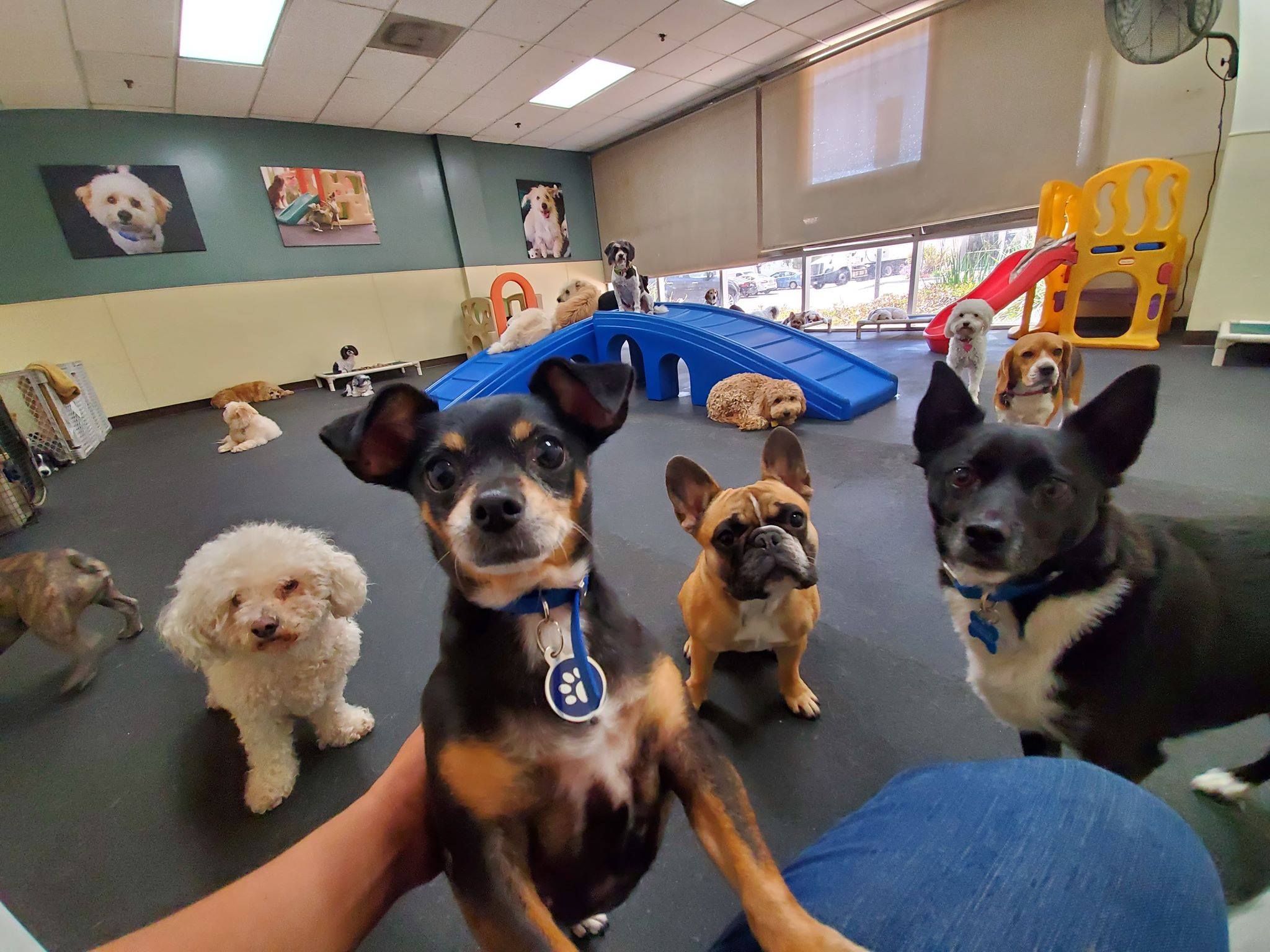 Paws Pet Resort - Relax Williamsburg